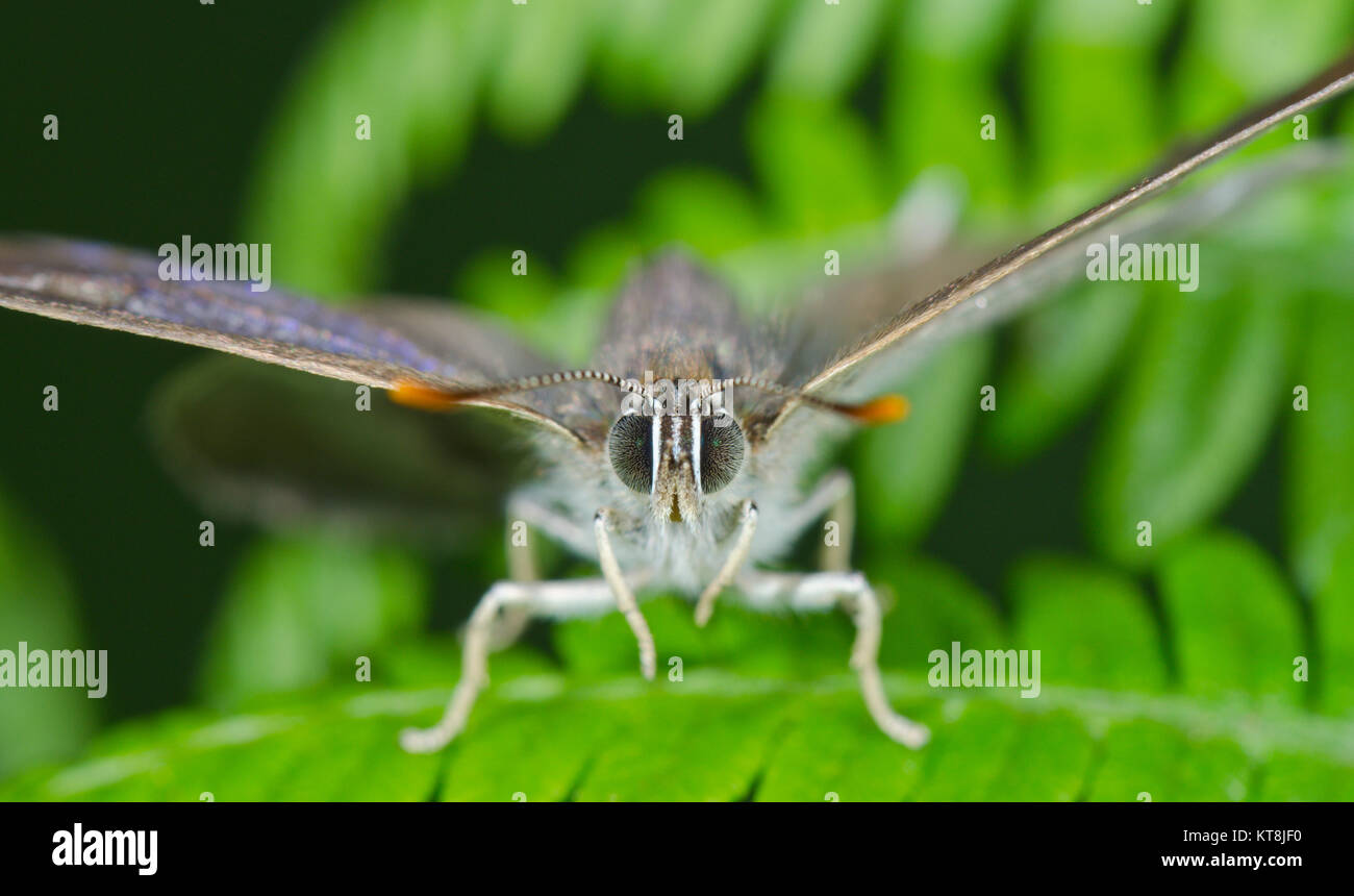 Head of Purple Hairstreak Butterfly (Favonius (formerly Neozephyrus ...