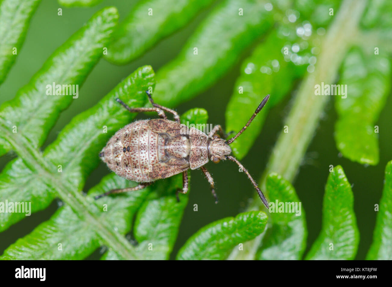 Plant bug nymph hi-res stock photography and images - Alamy