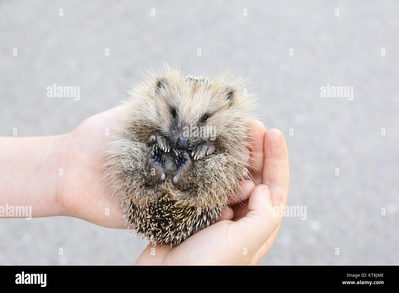 European hedgehog cub Stock Photo - Alamy