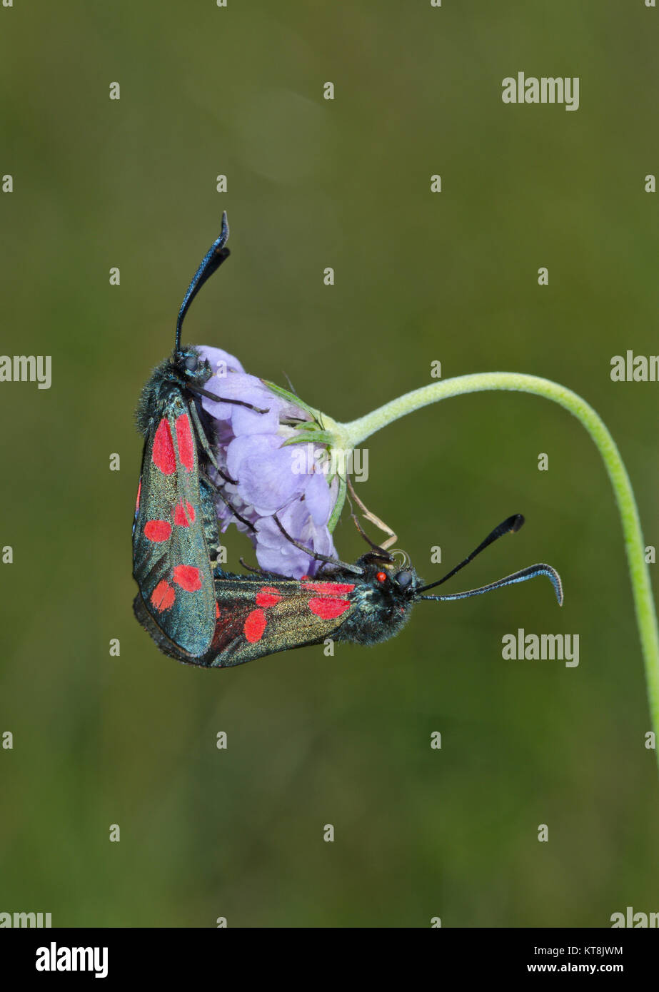 Six Spot Burnet Moths (Zygaena filipendulae) Mating. Sussex, UK Stock ...