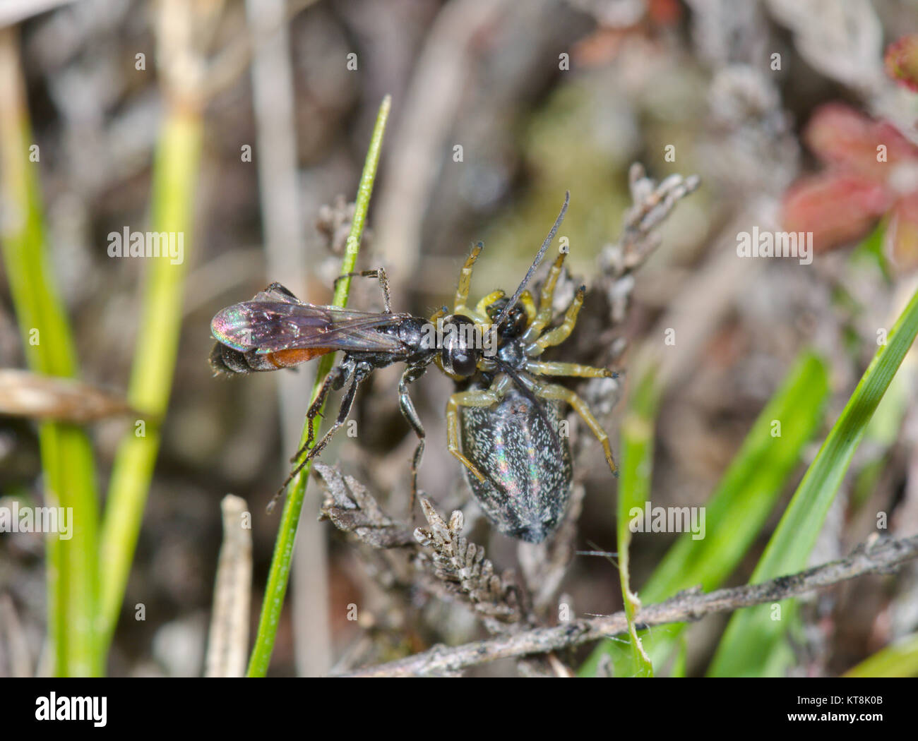 Spider hunting Wasp (Priocnemis pusilla or parva) dragging paralysed ...