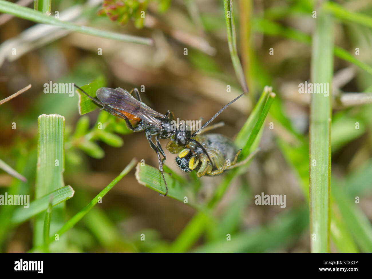 Spider hunting Wasp (Priocnemis pusilla or parva) dragging paralysed ...