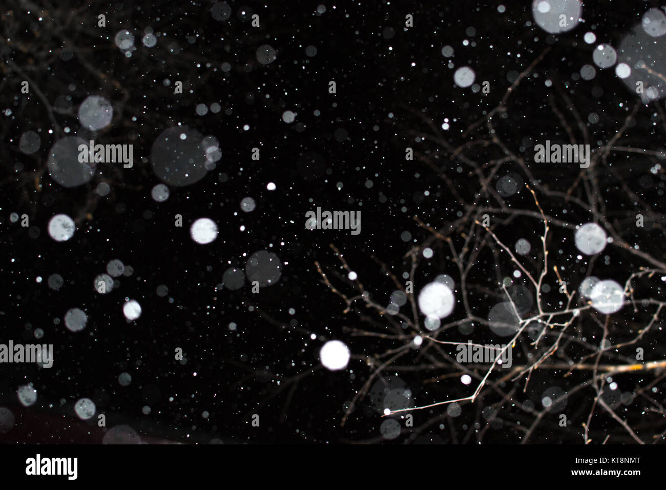 falling snow at night winter snow night trees Stock Photo - Alamy