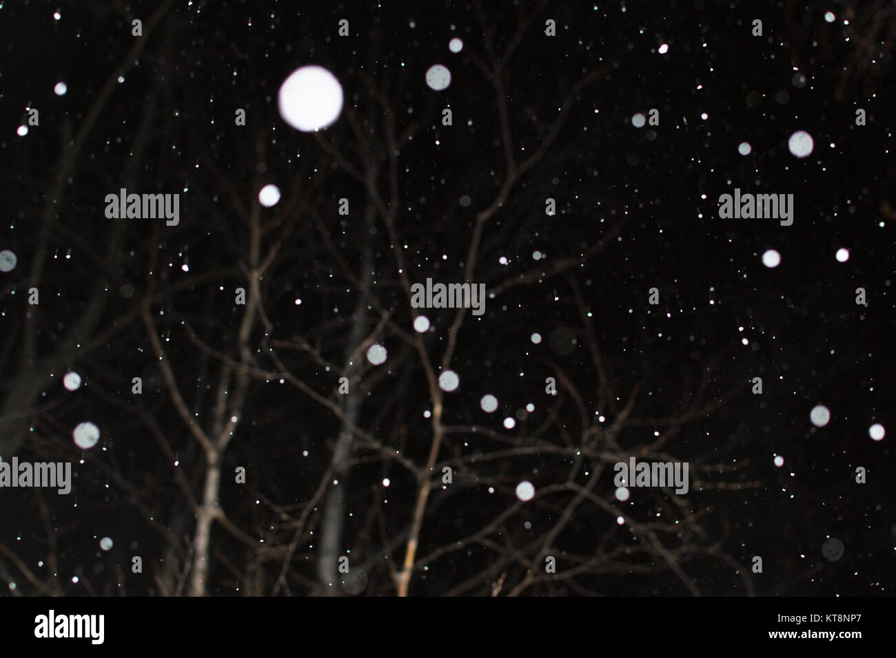 falling snow at night winter snow night trees Stock Photo - Alamy