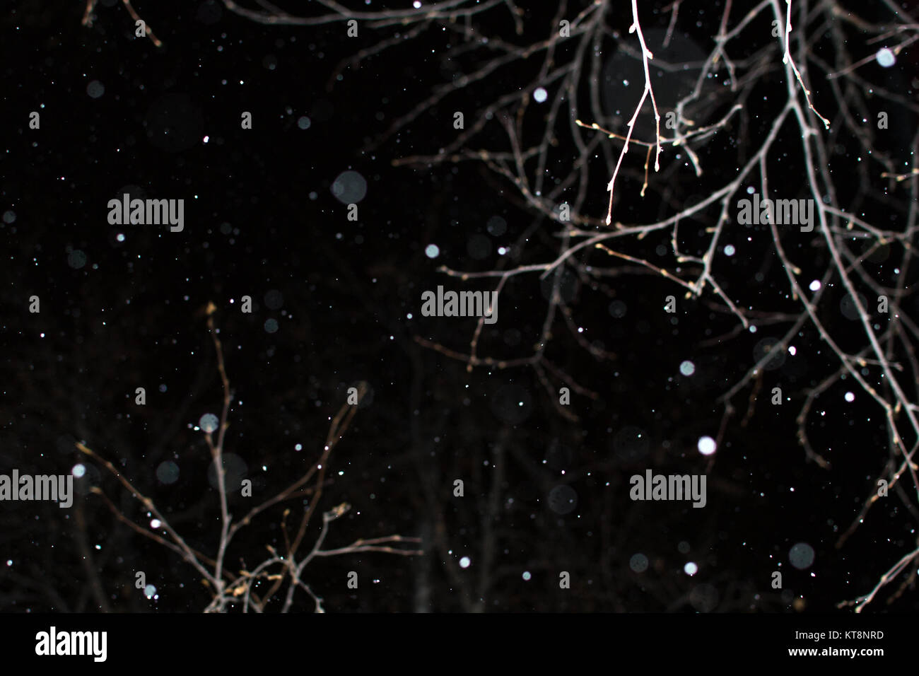 falling snow at night winter snow night trees Stock Photo - Alamy