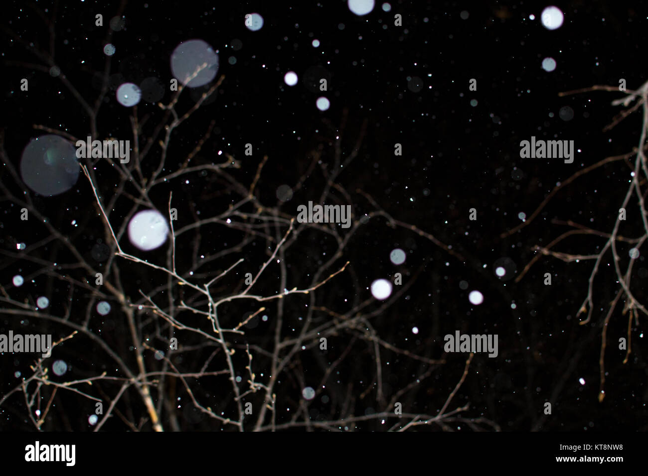 falling snow at night winter snow night trees Stock Photo - Alamy