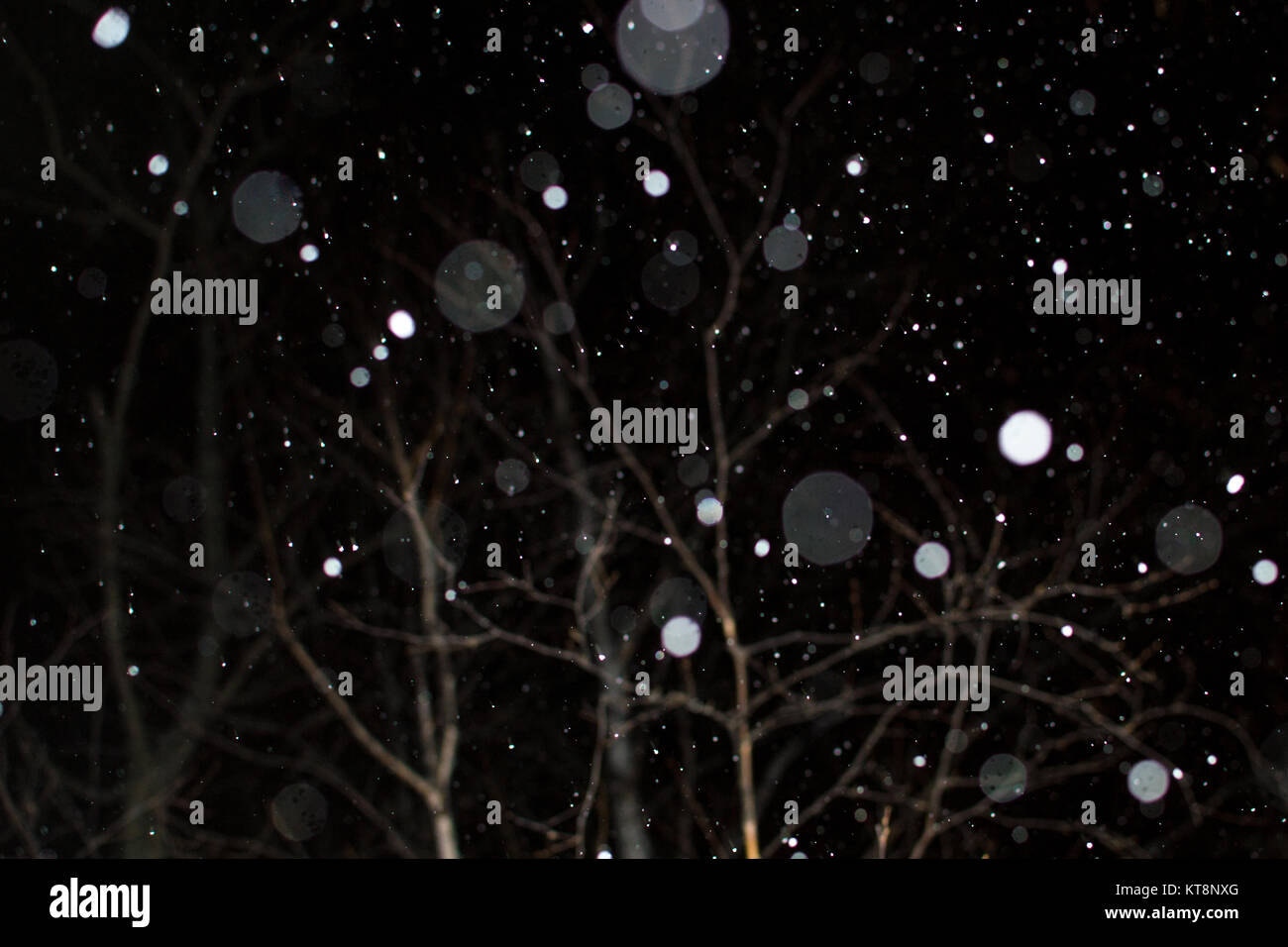 falling snow at night winter snow night trees Stock Photo - Alamy