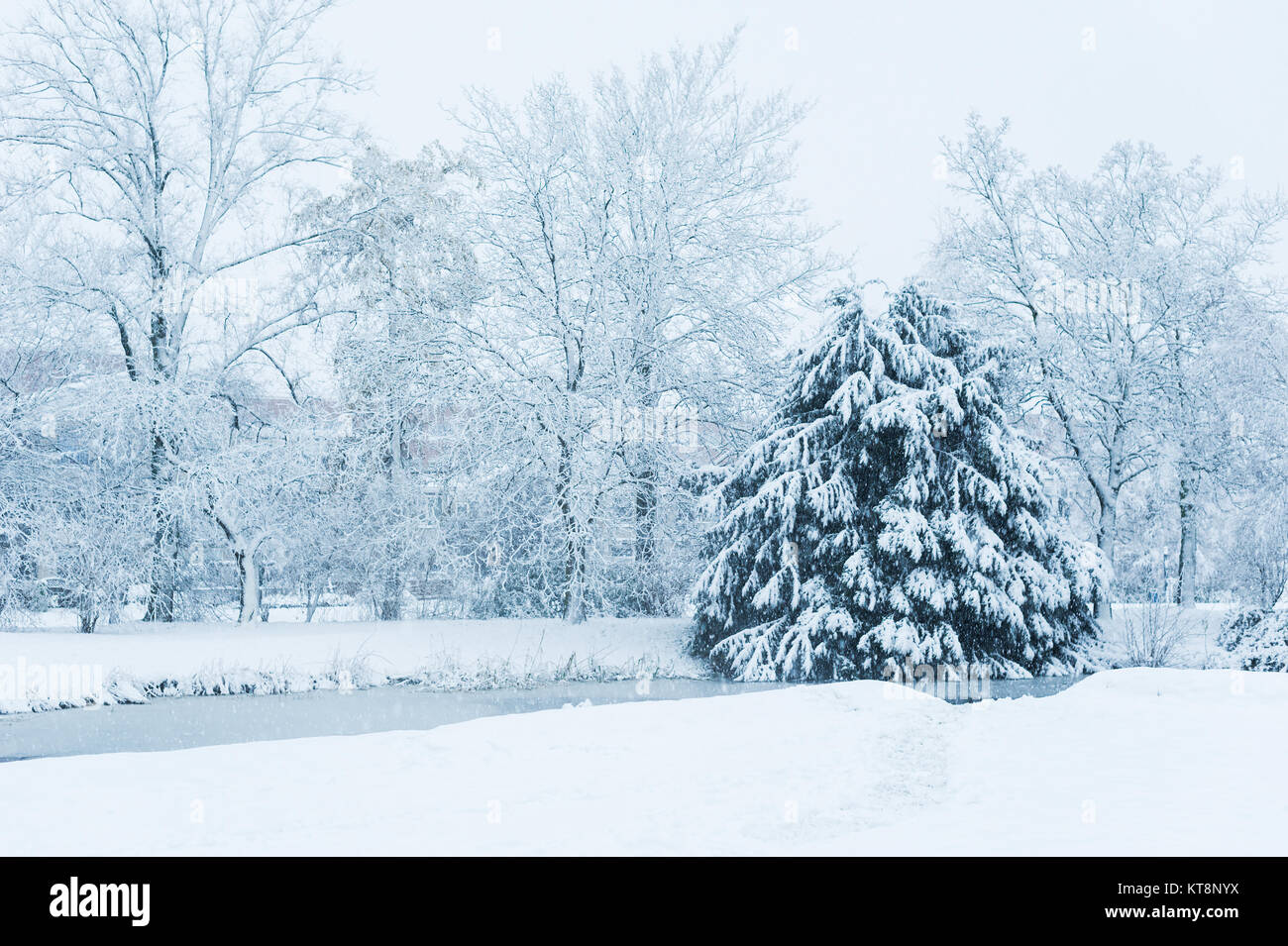 Trees and pine trees with a frozen river under the snow, Rotterdam ...