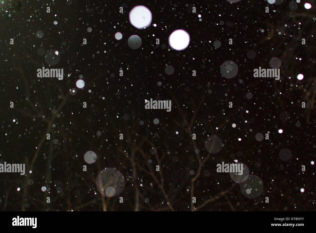 falling snow at night winter snow night trees Stock Photo - Alamy