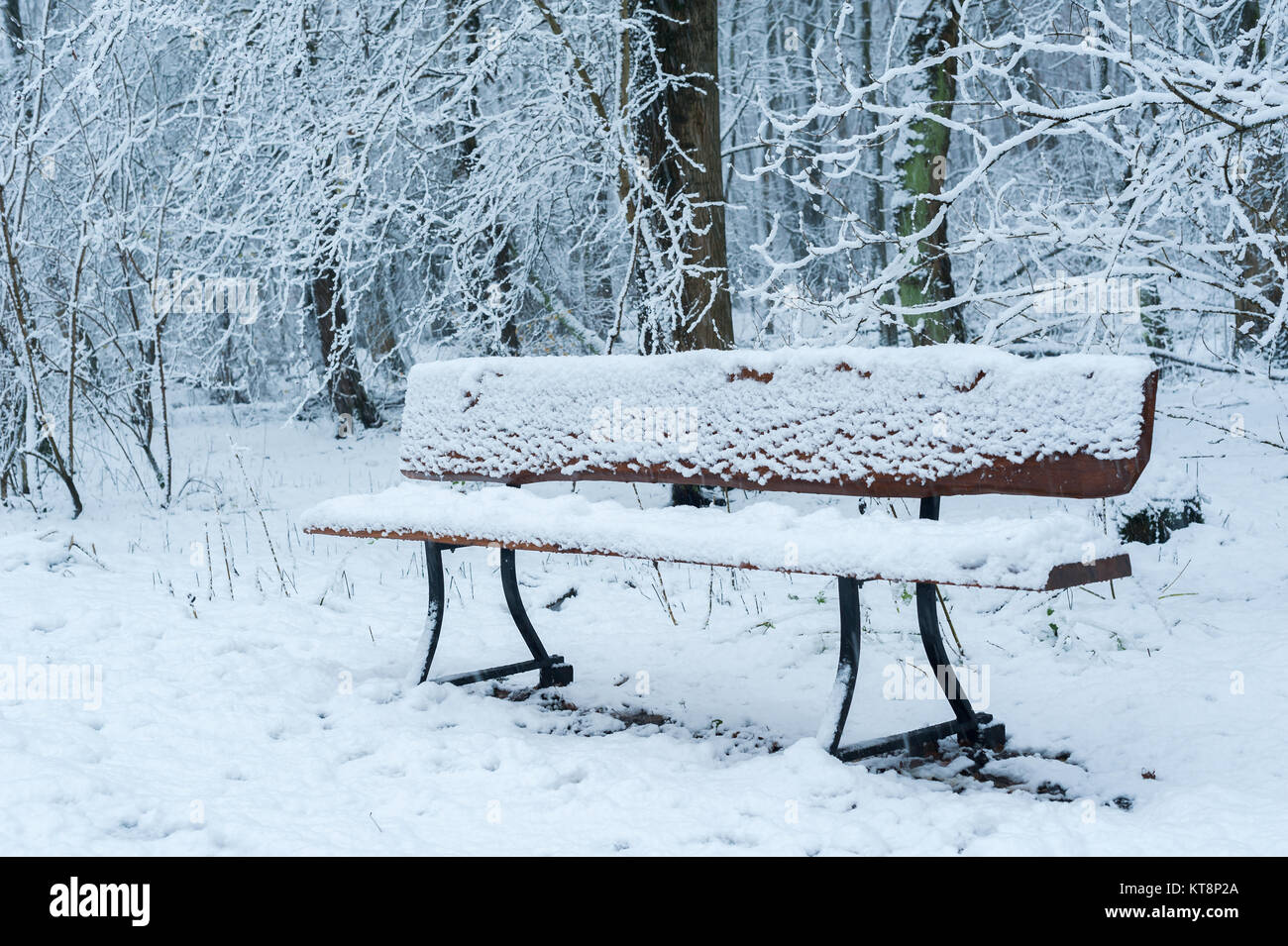 Empty bench in the forest under the snow in winter, Rotterdam ...