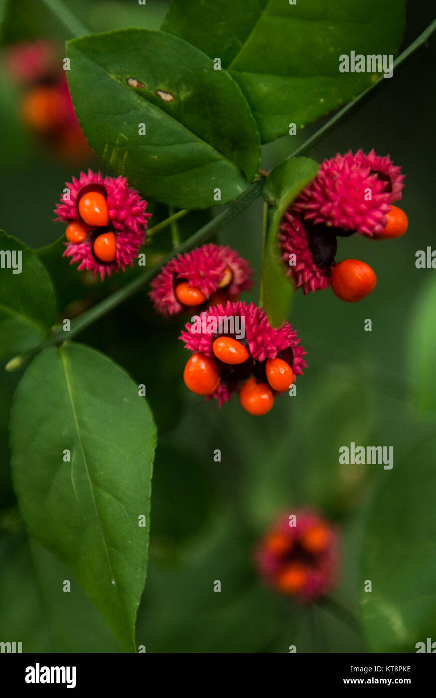 Euonymus americanus (Also called Hearts-a-burstin) capsules open to ...