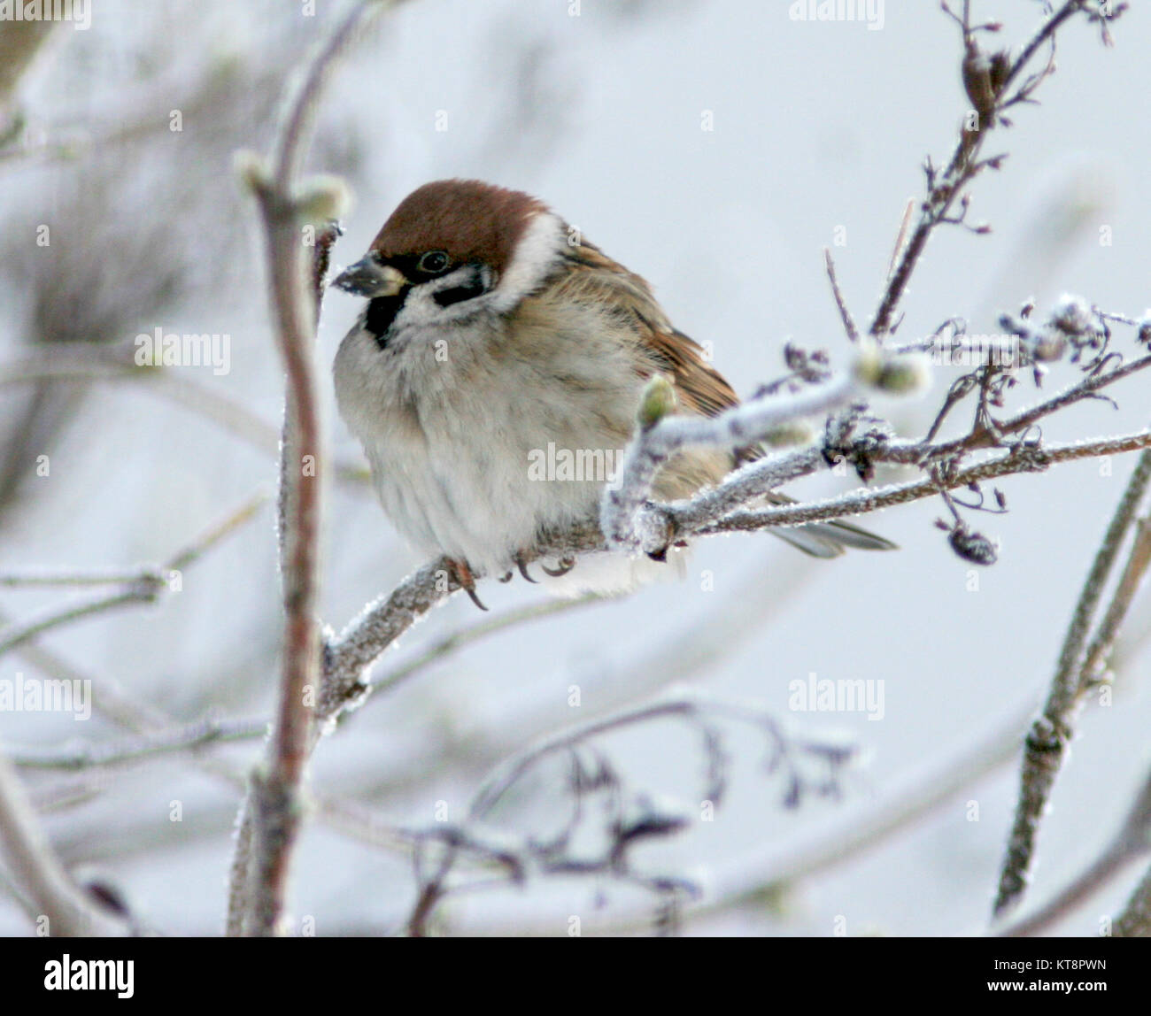Eurasian TREE SPARROW at winter branch 2011 Stock Photo - Alamy