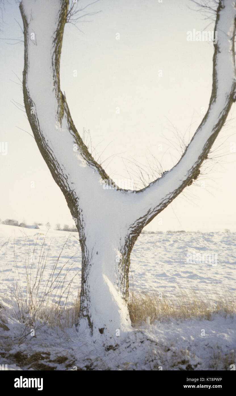 TREE TRUNK with snow format like a Y Stock Photo - Alamy