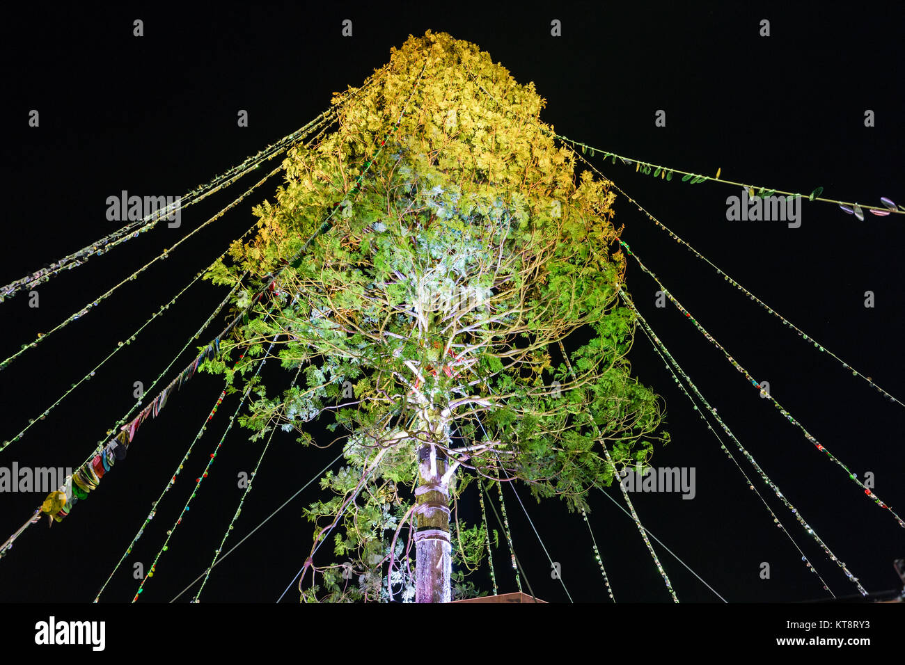 Japan, Kobe. The world's tallest Christmas tree from a project by ...