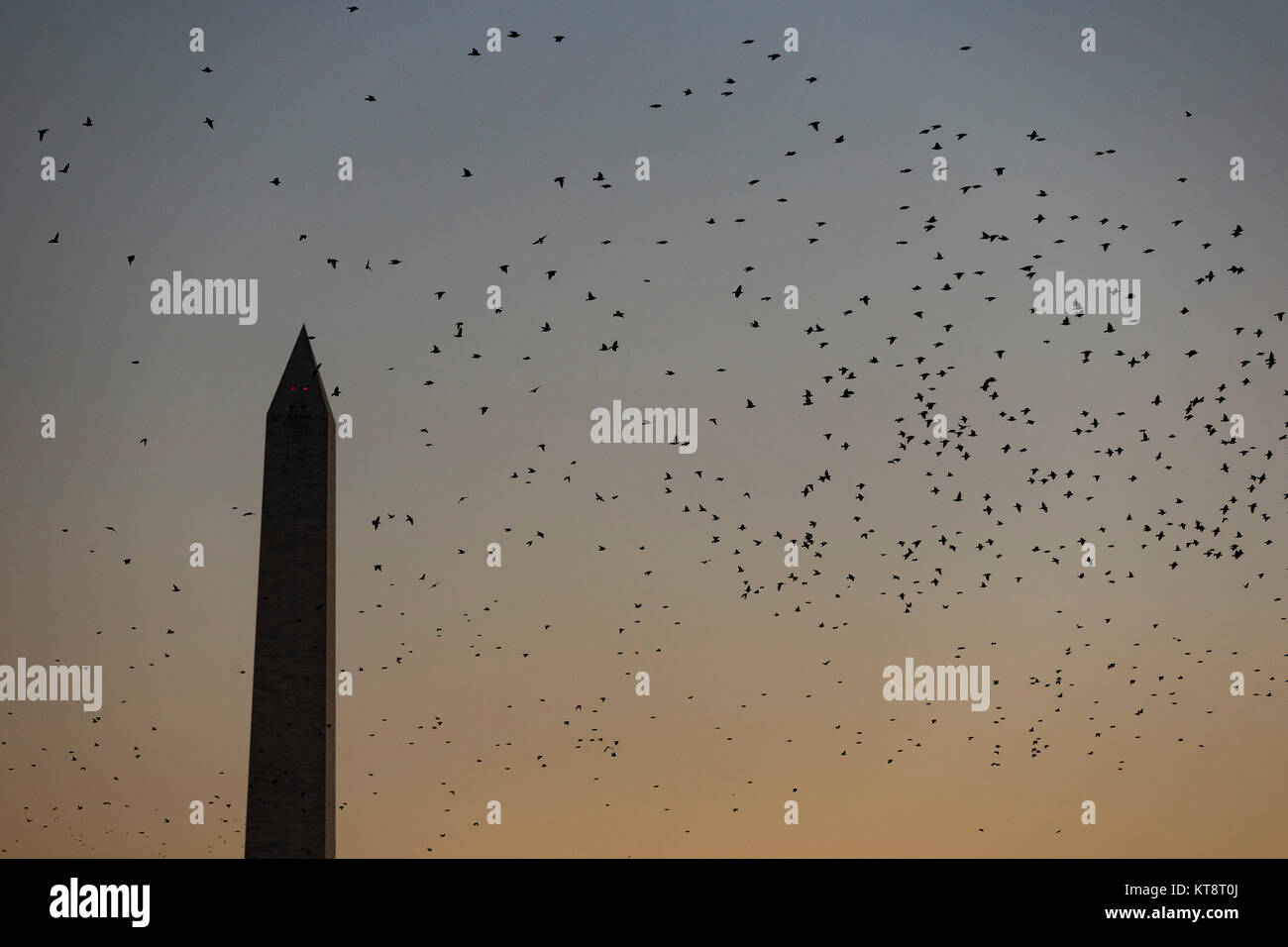 A flock of birds flies above the South Lawn of the White House with the ...