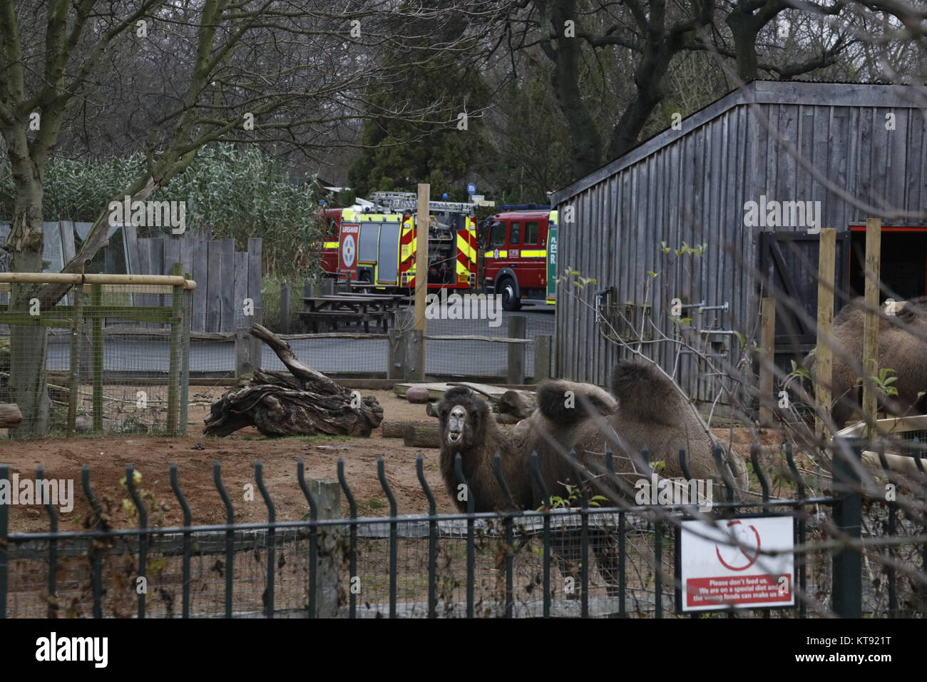 London, UK. 23rd Dec, 2017. London Zoo Fire where 70 firefighters ...