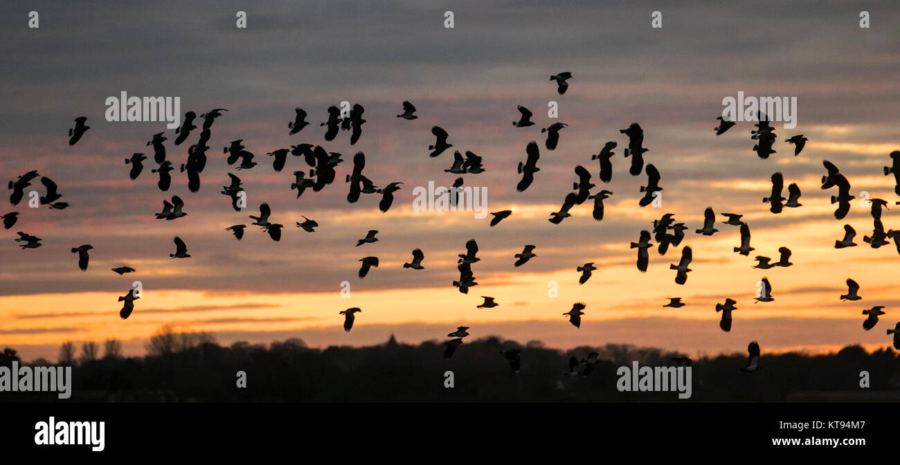 Lapwing birds in Flight, flying in the clouds at Burscough, Lancashire ...