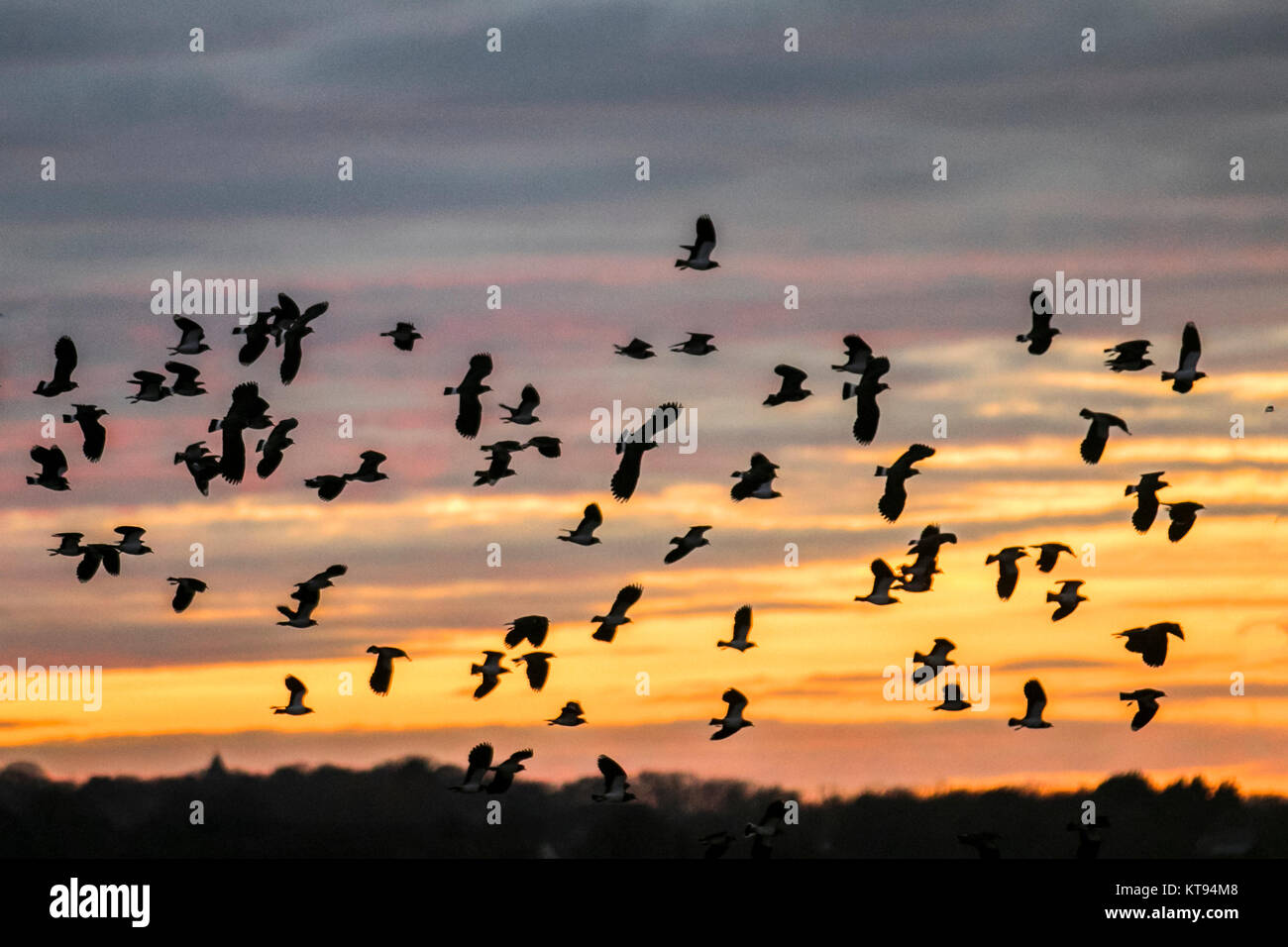 Lapwing birds in Flight, flying in the clouds at Burscough, Lancashire ...
