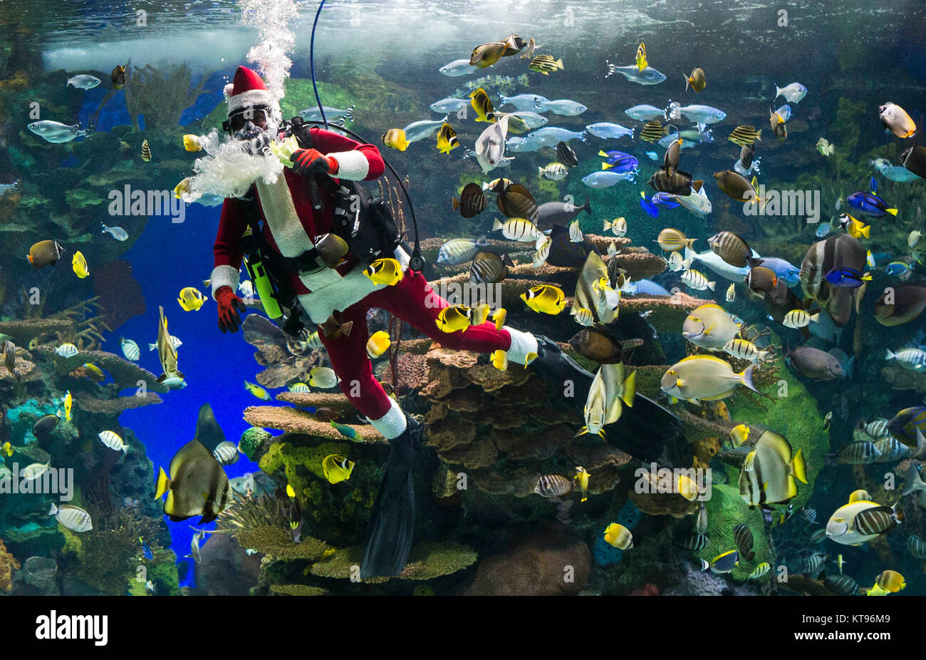 Toronto, Canada. 23rd Dec, 2017. A diver dressed as Santa Claus swims ...