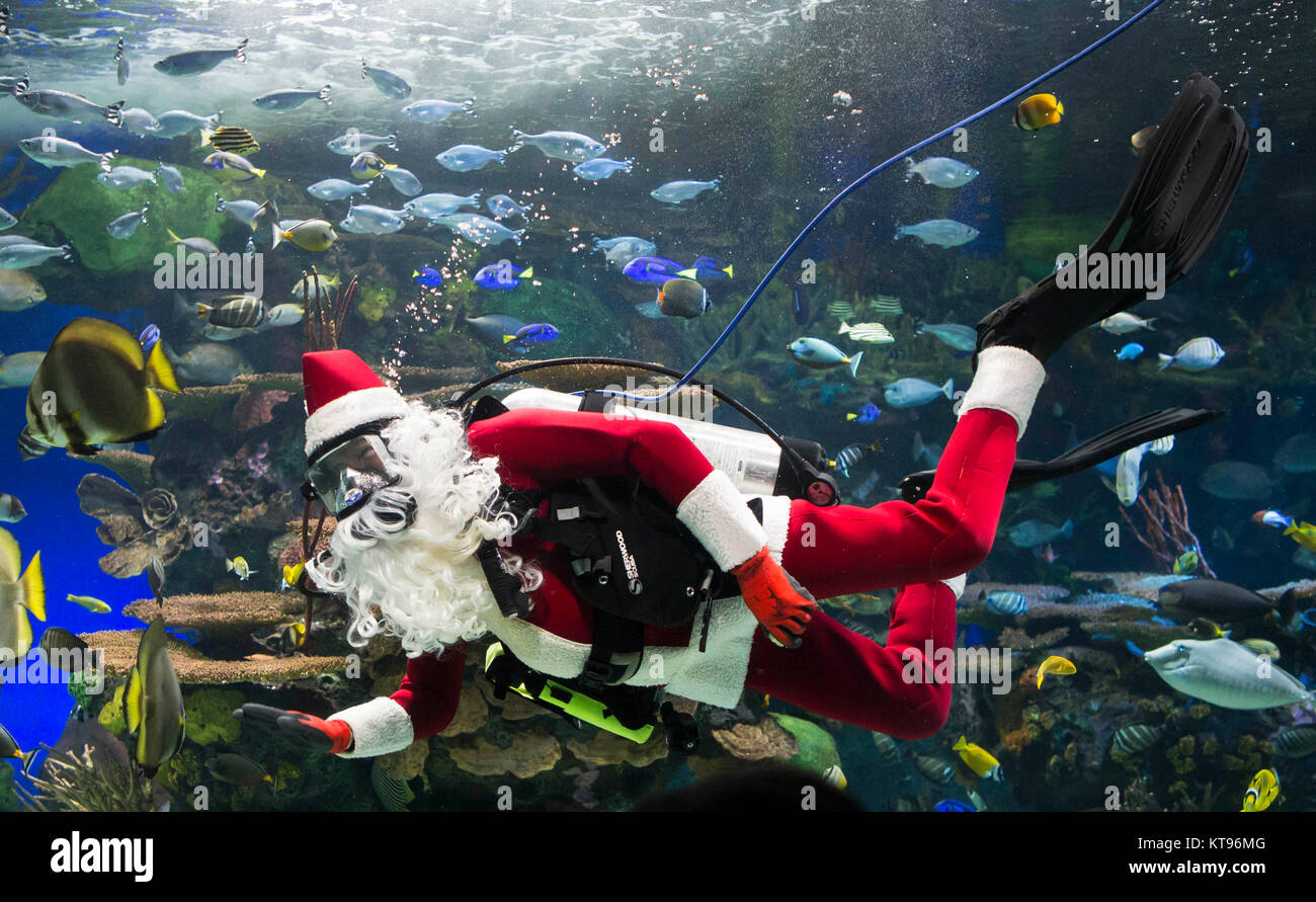 Toronto, Canada. 23rd Dec, 2017. A diver dressed as Santa Claus swims ...