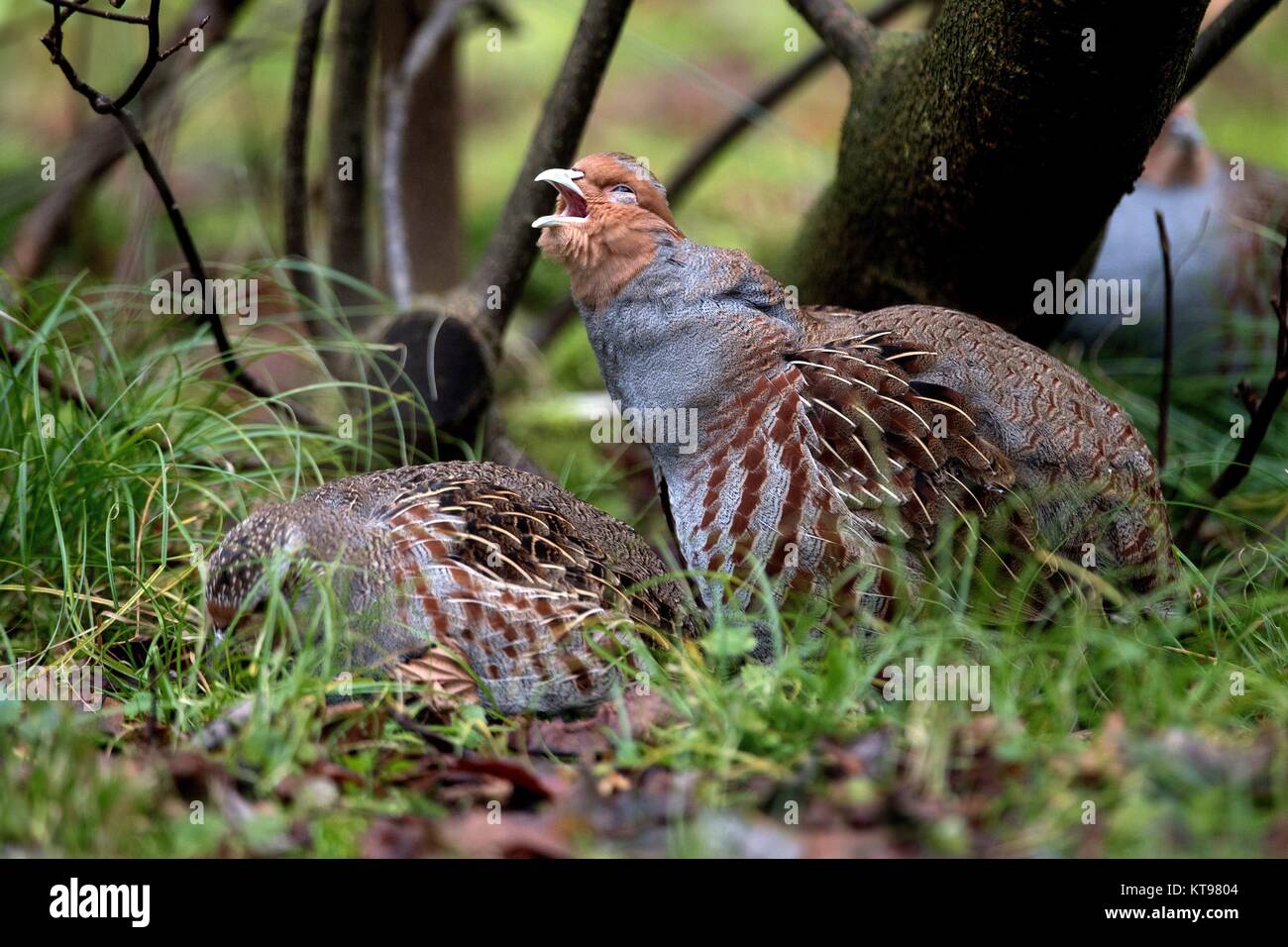 Partridge | usage worldwide Stock Photo - Alamy