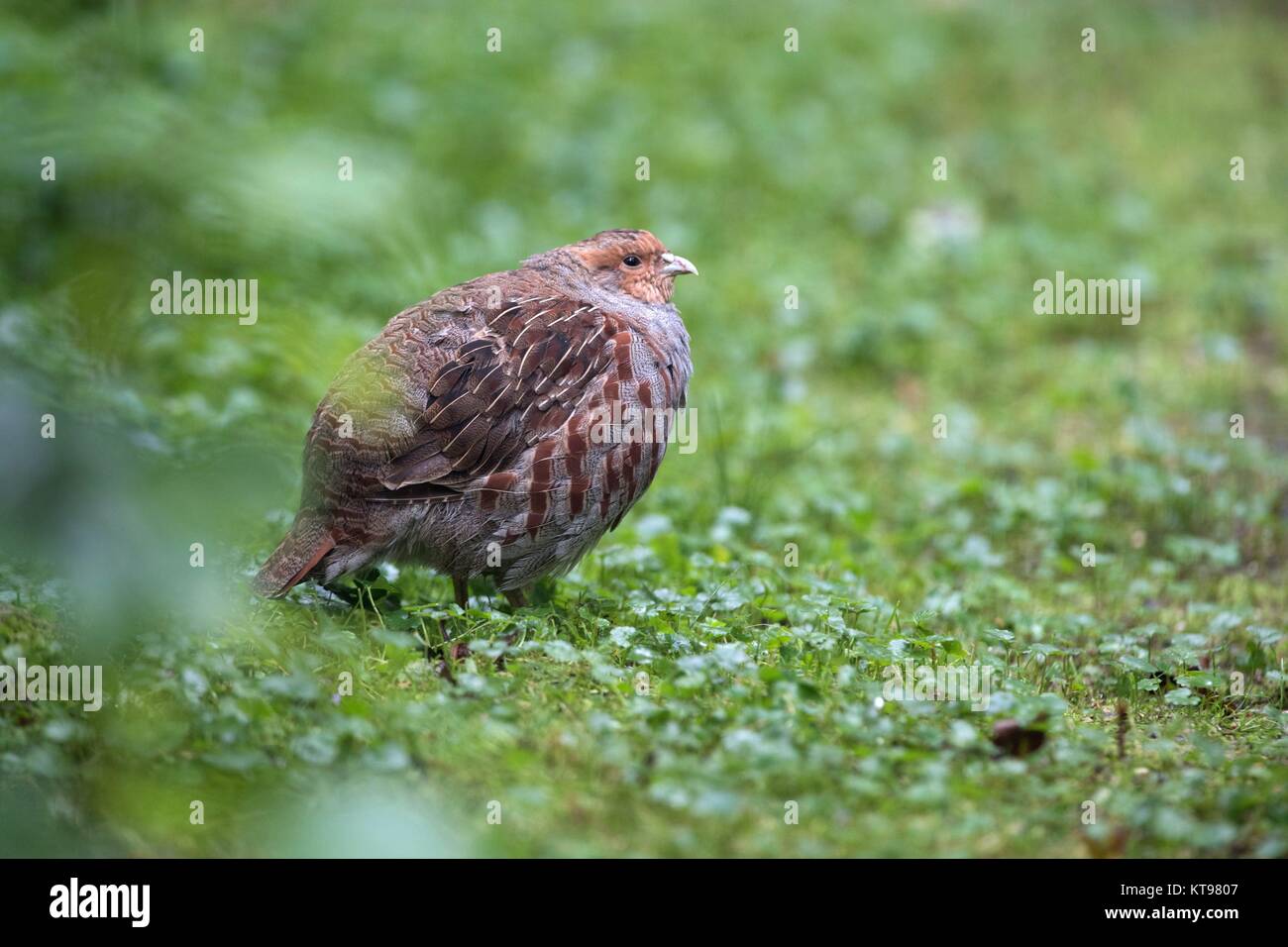 Partridge in summer | usage worldwide Stock Photo - Alamy