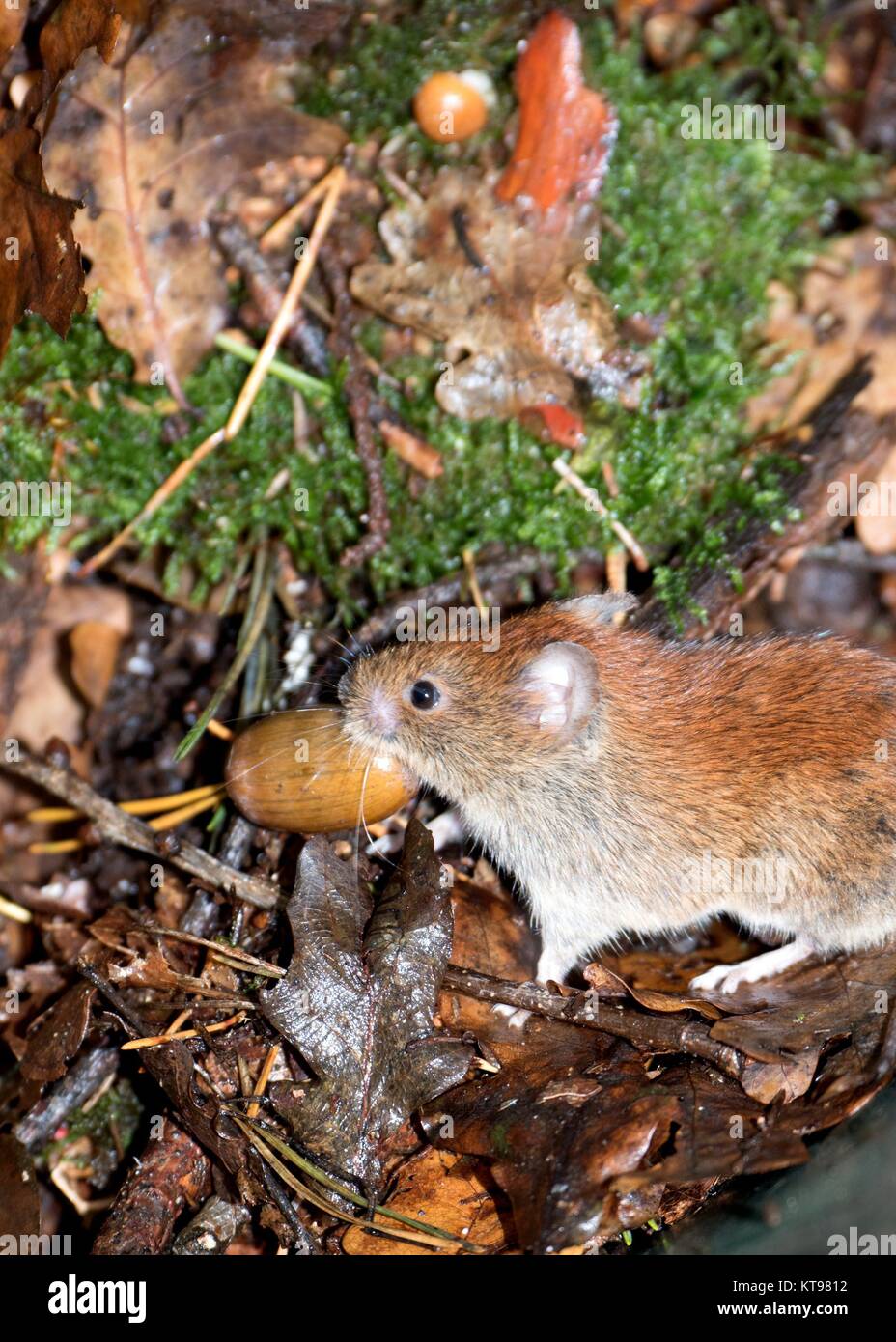 Red-backed vole | usage worldwide Stock Photo - Alamy