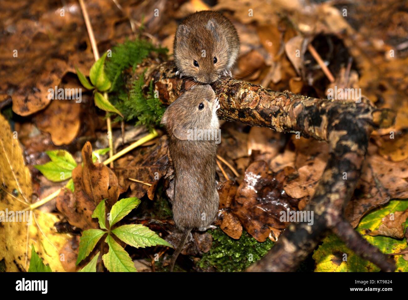 Red-backed vole | usage worldwide Stock Photo - Alamy