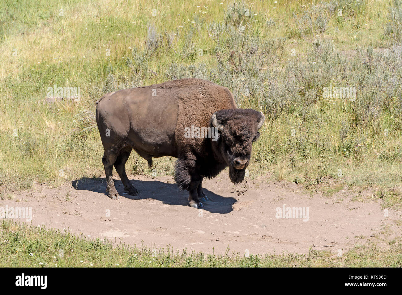 Bison on Remote Prairie Stock Photo - Alamy