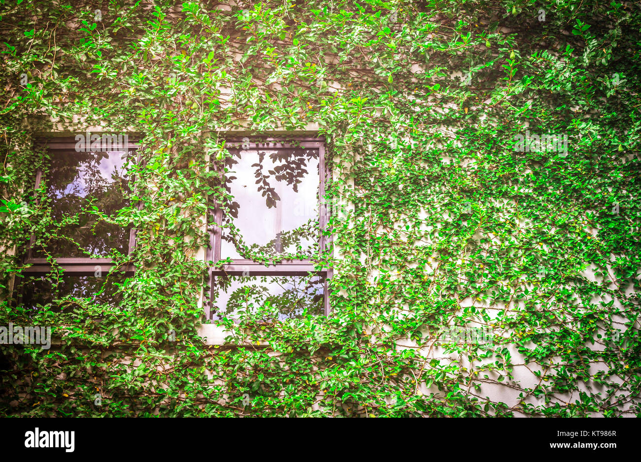 Green leaf covering building wall Stock Photo - Alamy