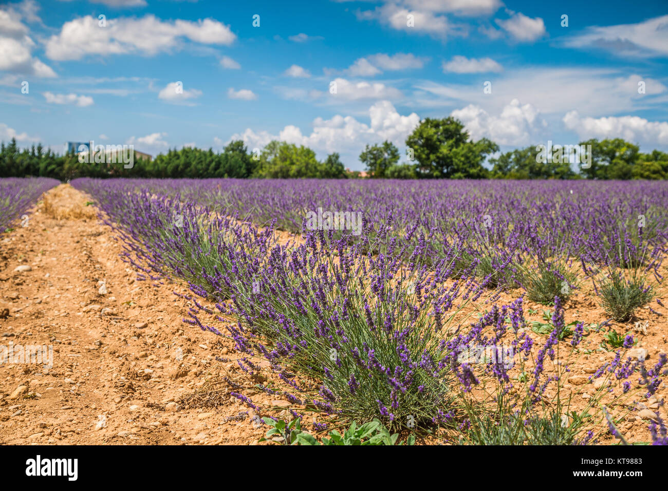 near valensole lavender fields in provence,france. rows of purple ...