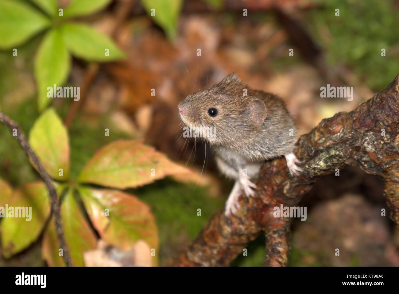 Red-backed vole | usage worldwide Stock Photo - Alamy