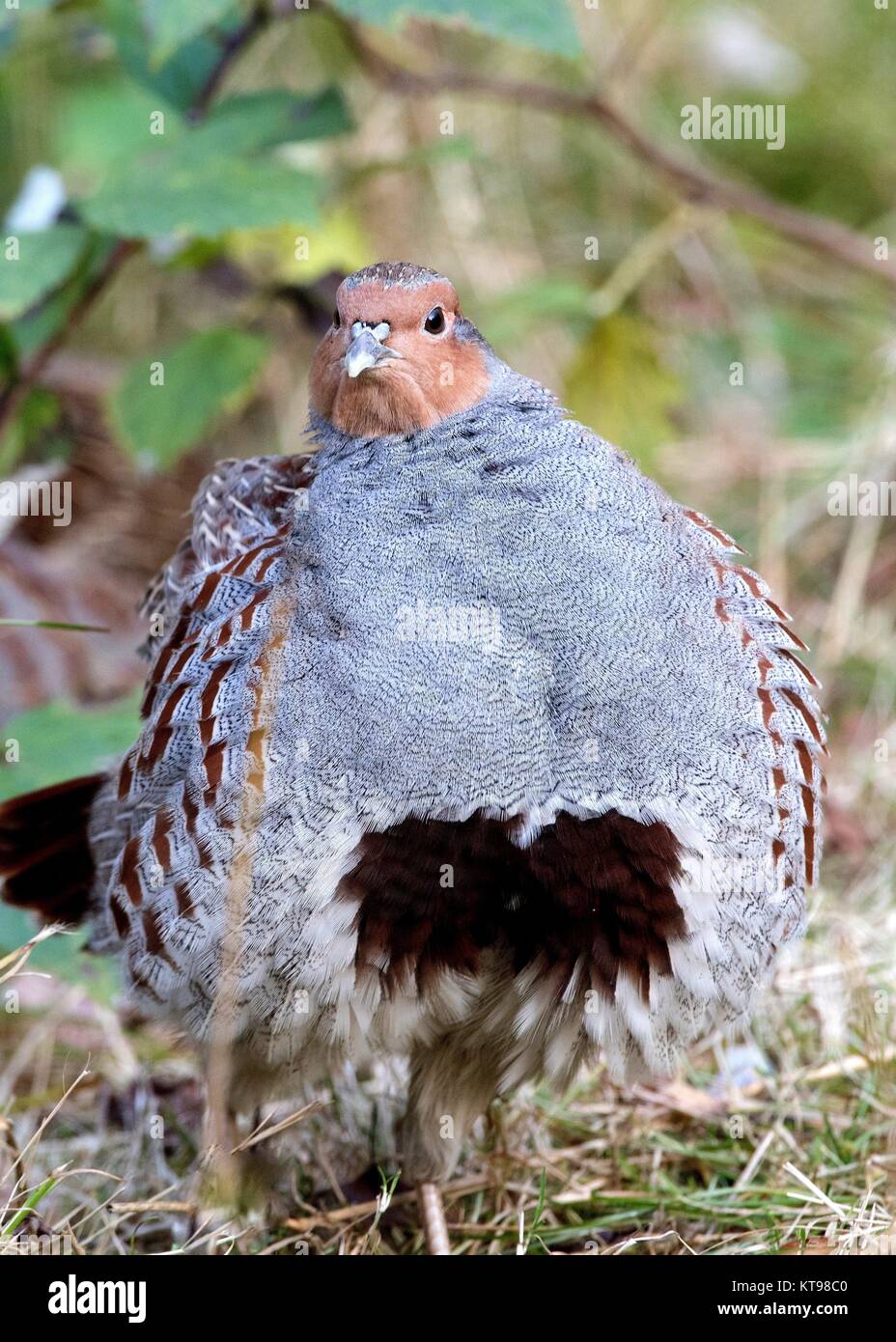 Partridge | usage worldwide Stock Photo - Alamy