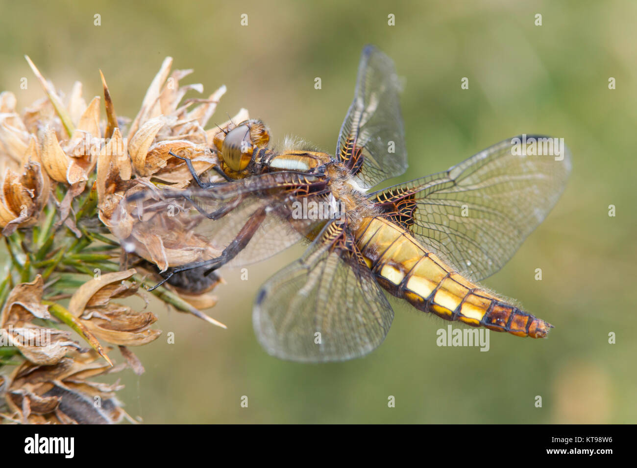 Uk dragonflies hi-res stock photography and images - Alamy