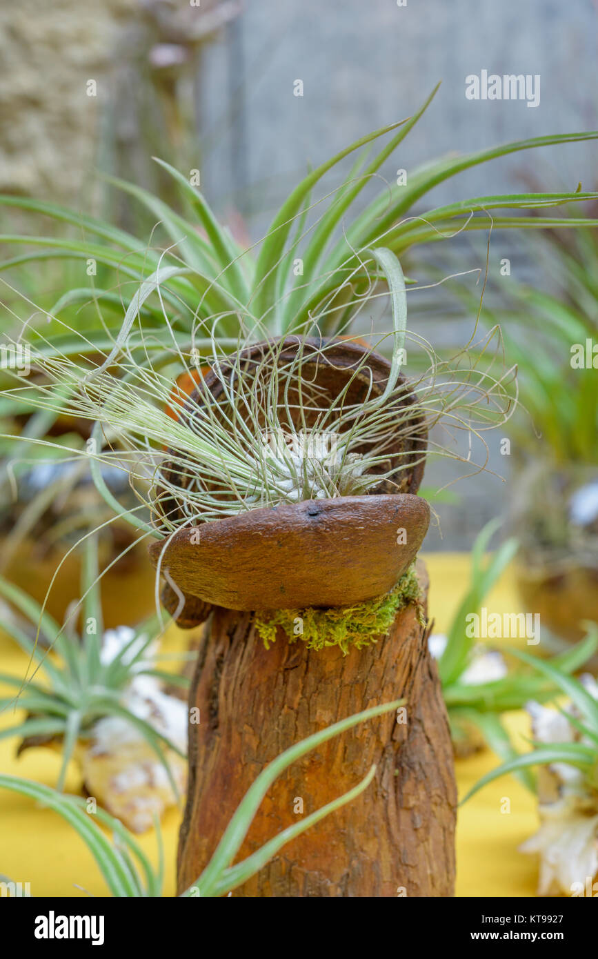 Tillandsia plants hi-res stock photography and images - Alamy