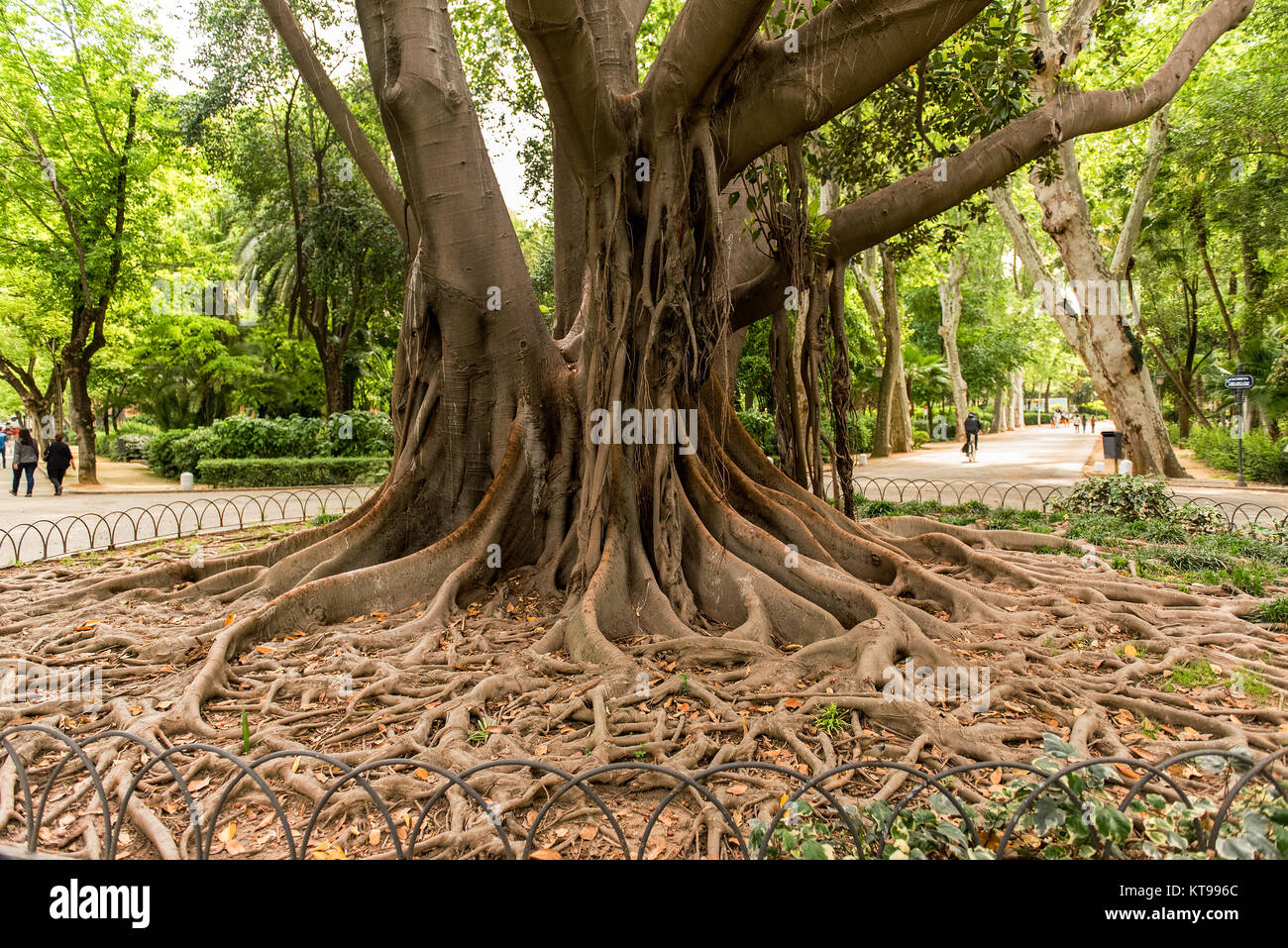 Surface roots hi-res stock photography and images - Alamy