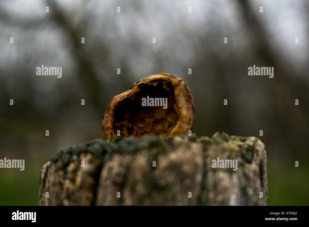 walnut shell texture on wood Stock Photo - Alamy