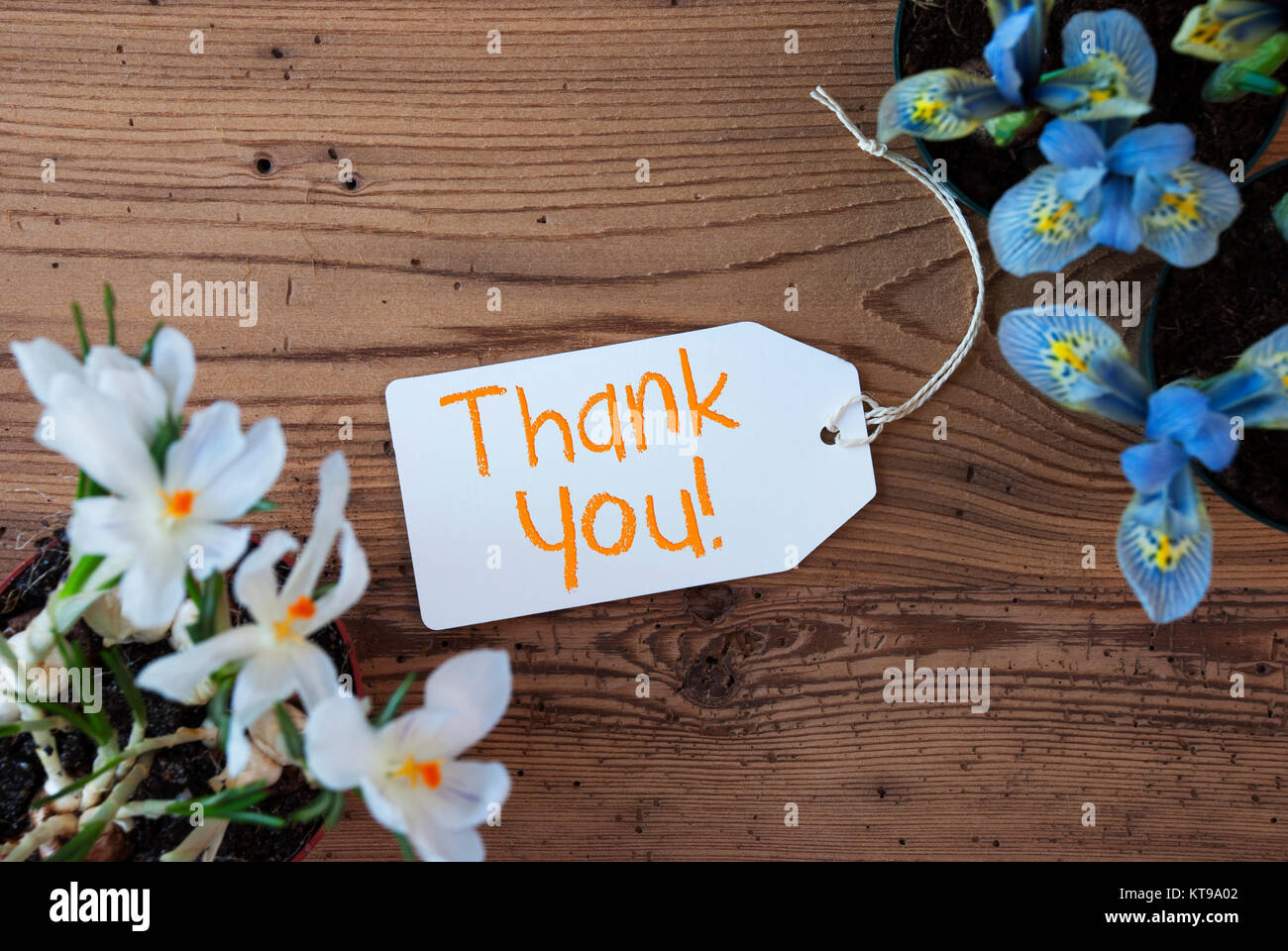 Label With English Text Thank You. Spring Flowers Like Grape Hyacinth ...