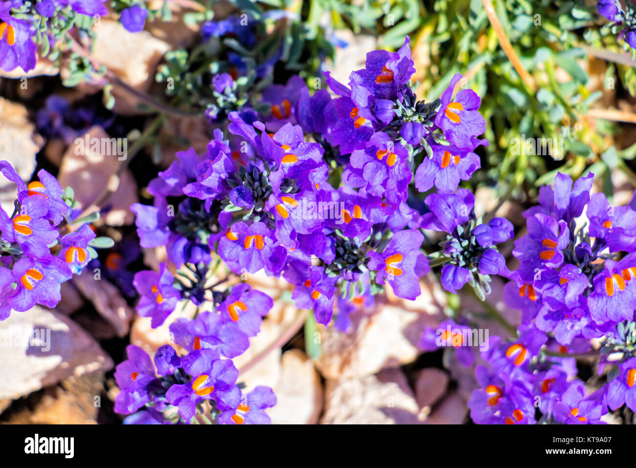 beautiful Linaria alpina flower in mountains Stock Photo - Alamy