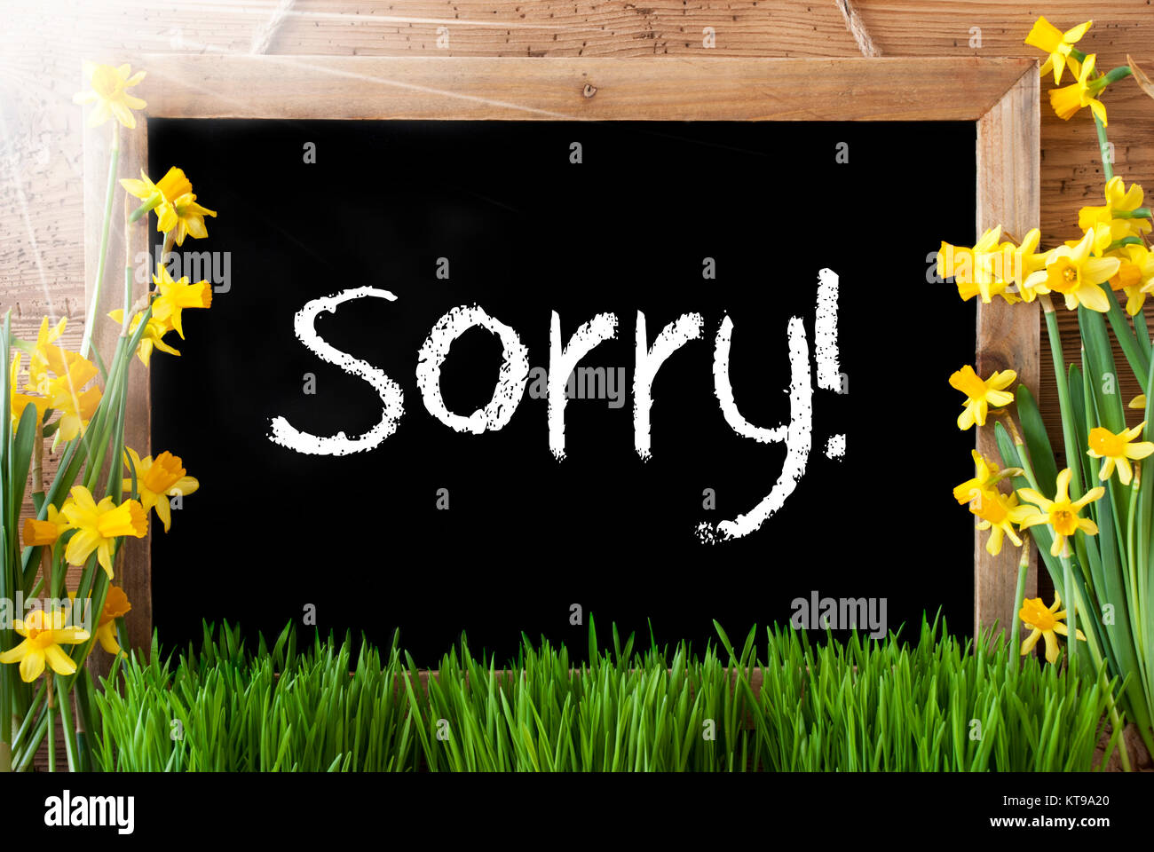 Blackboard With English Text Sorry. Sunny Spring Flowers Nacissus Or ...