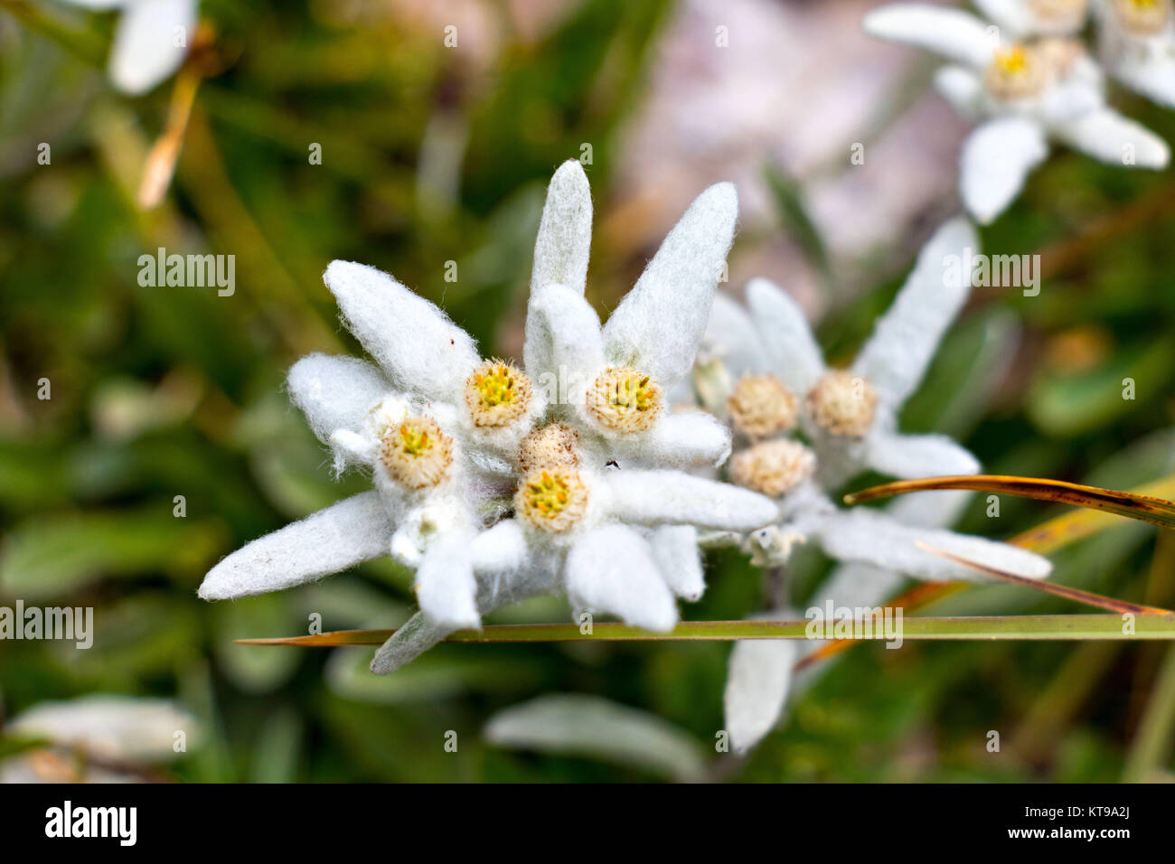 Edelweiss closeup in the mountains Stock Photo - Alamy