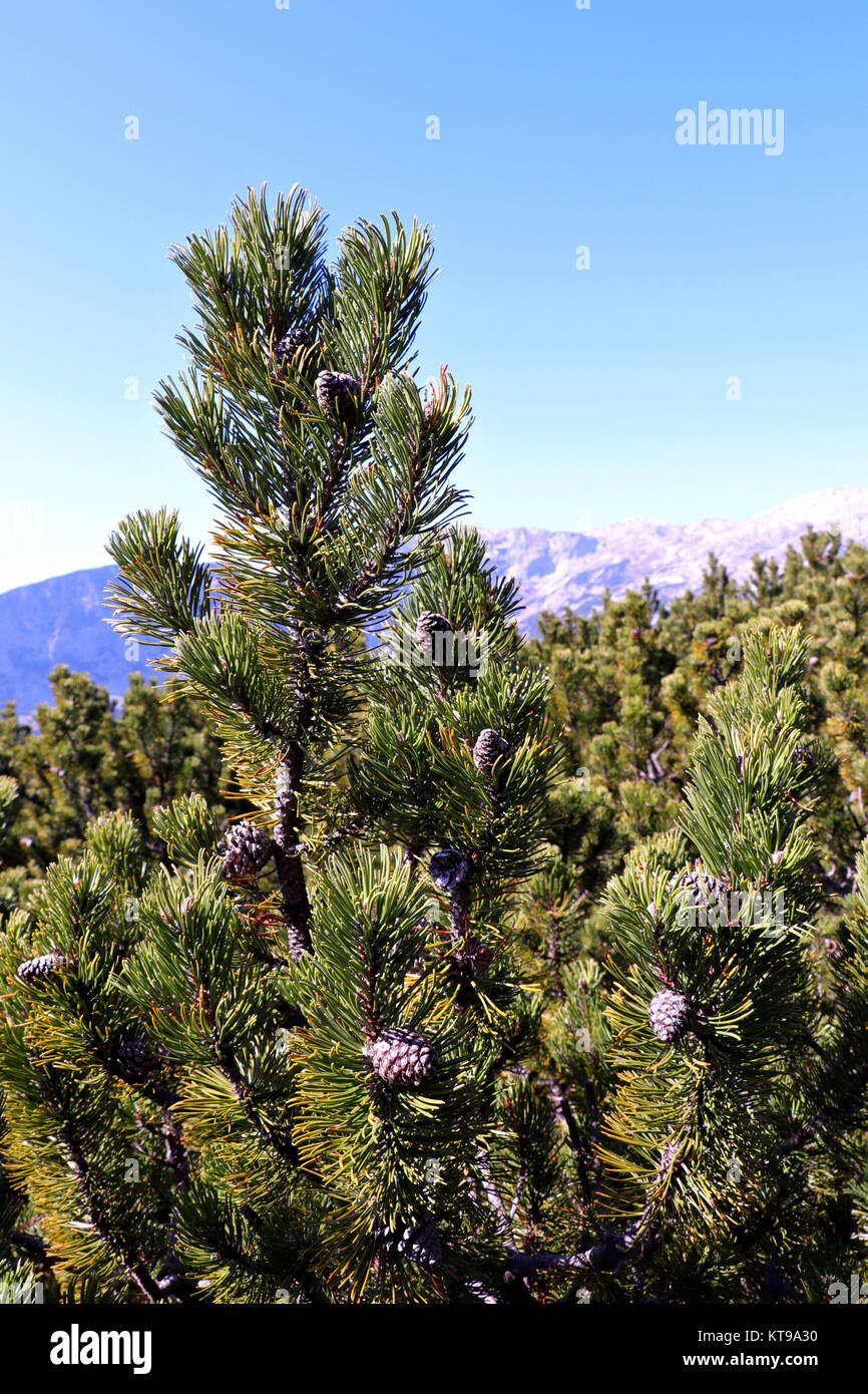 dwarf pine in the mountains Stock Photo - Alamy