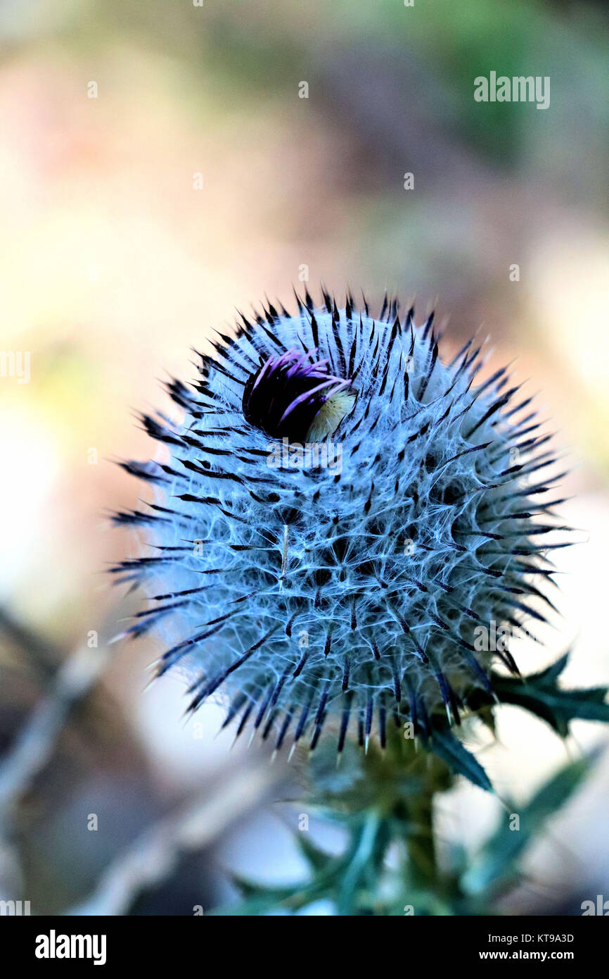 thistle flower with small thorns Stock Photo - Alamy
