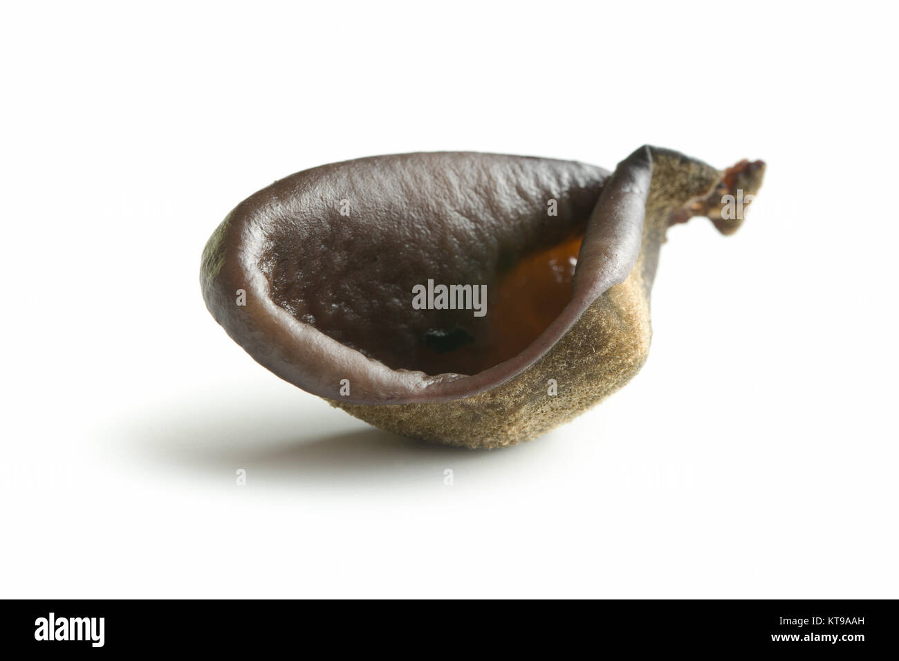 The mushroom jew's ear Stock Photo - Alamy