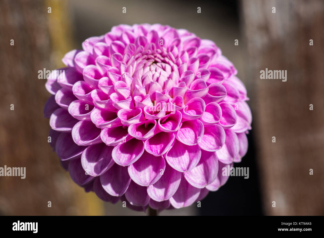 marvelous pink dahlia pinnata flower Stock Photo - Alamy