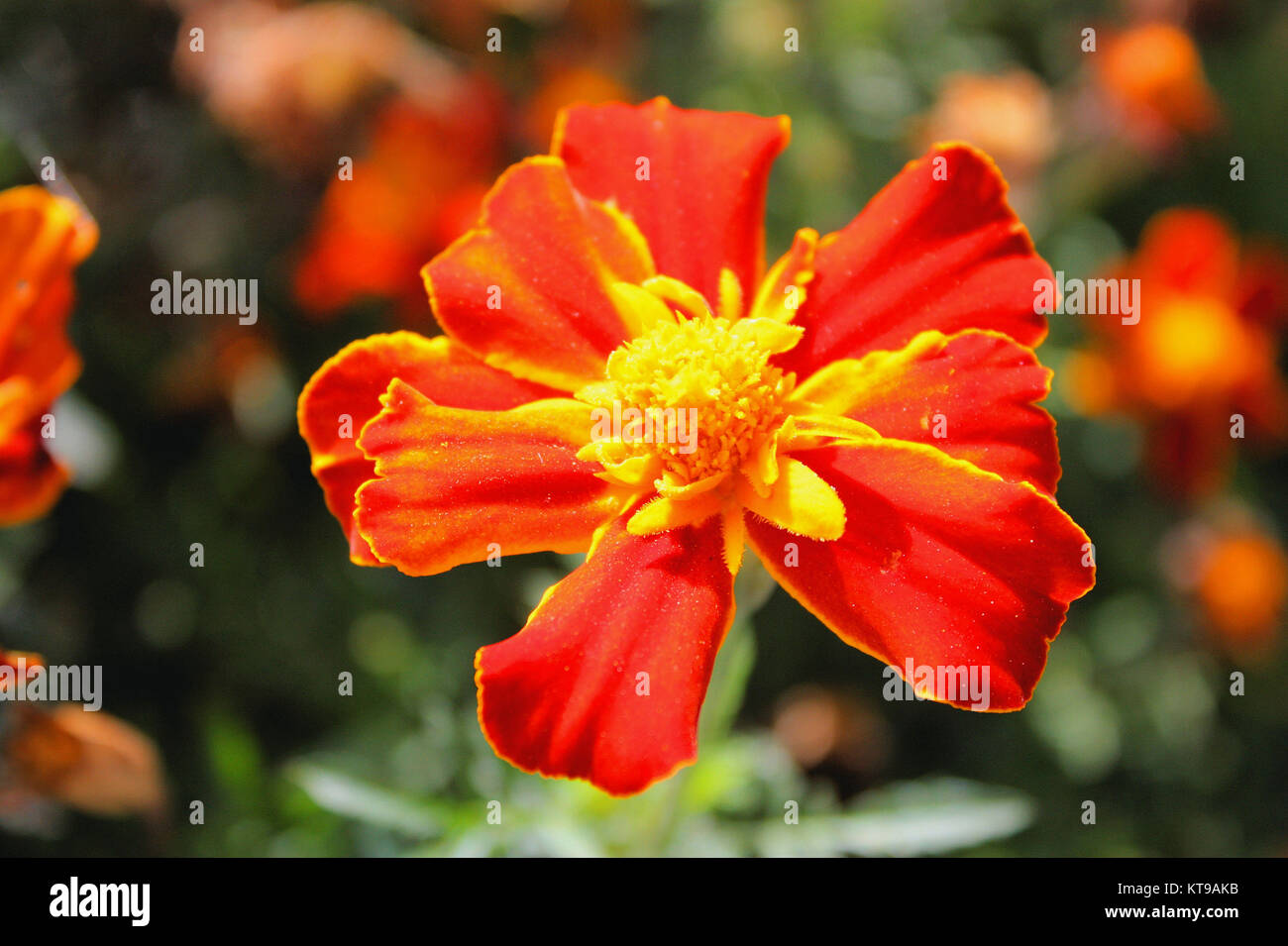 Tagetes erecta in all its beauty Stock Photo - Alamy