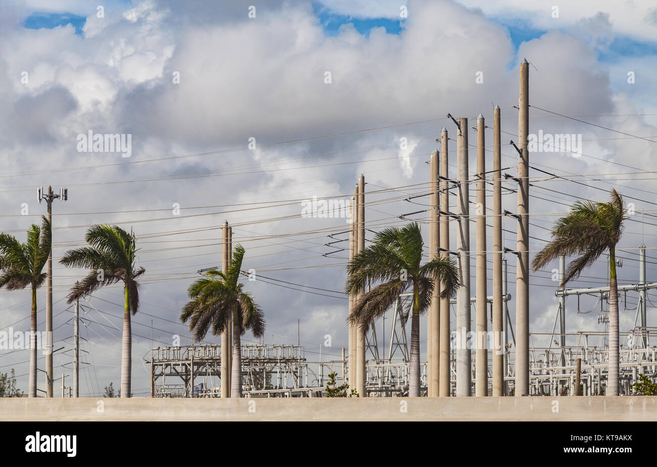 Orlando Palm Trees with Power Cables on the roadside Stock Photo - Alamy