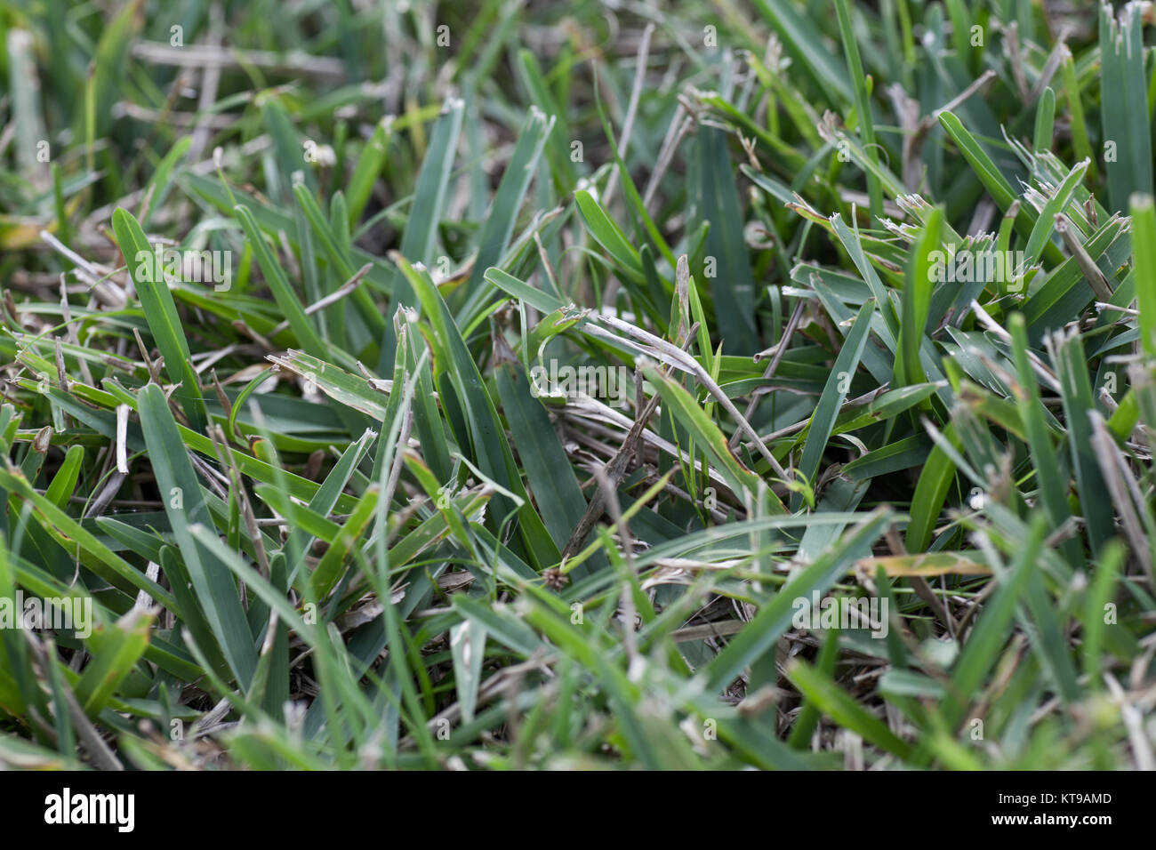 Tough grass hi-res stock photography and images - Alamy