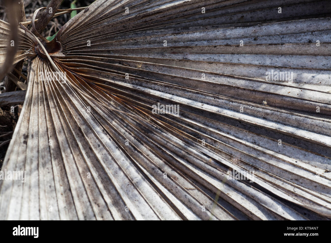 Dry dead palm tree leaf hi-res stock photography and images - Alamy