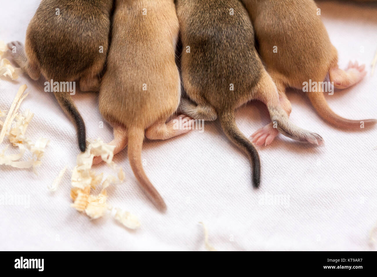 Baby Rat High Resolution Stock Photography and Images - Alamy